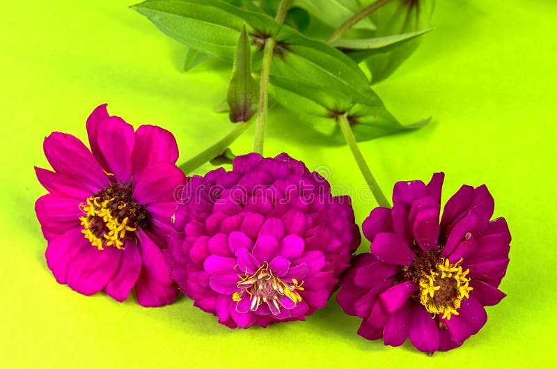 51,993 Three Flowers Stock Photos - Free & Royalty-Free Stock Photos ...