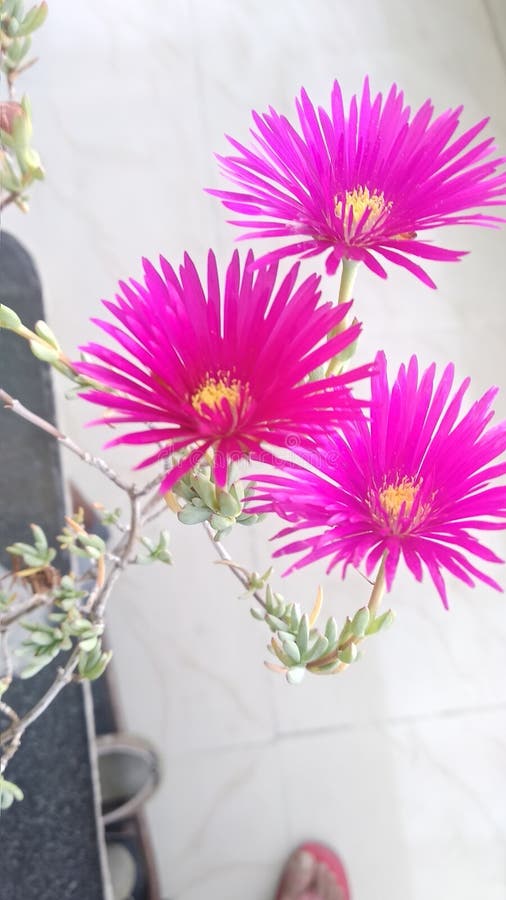 Three flowers . stock image. Image of plant, blossom - 199079279