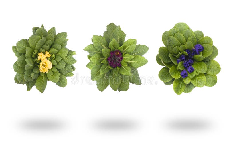 Three flowers on white stock image. Image of flowers - 68160649