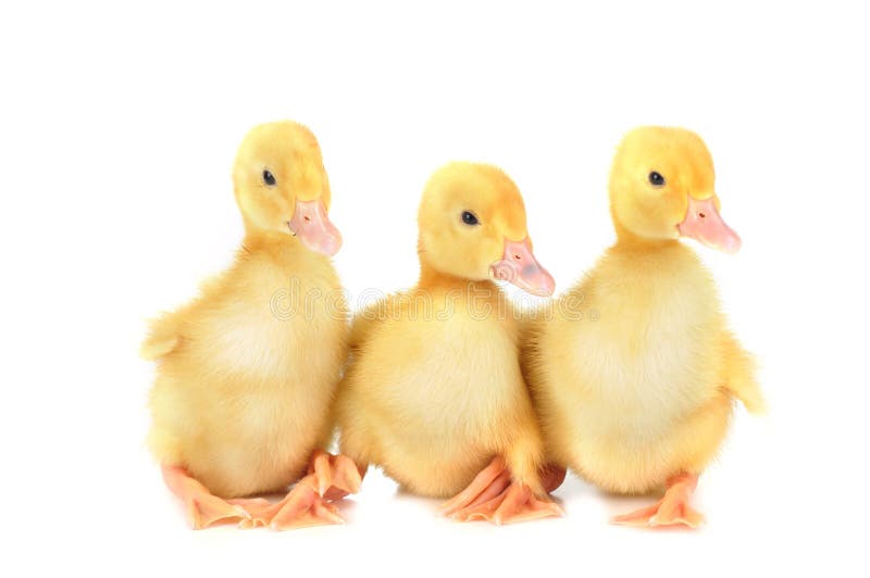 Three ducklings on white stock photo. Image of webbed - 9971890