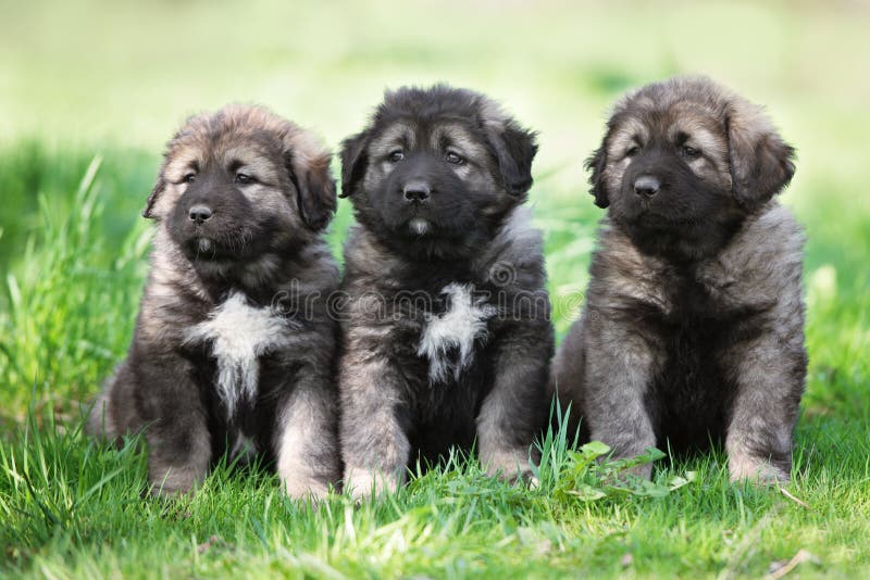 Three Fluffy Gray Puppies Outdoors Stock Photo - Image of fluffy, dogs ...