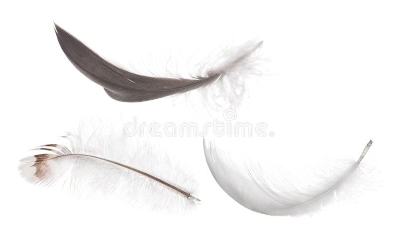 Three Fluffy Isolated Curled Feathers Stock Photo - Image of fluffy ...