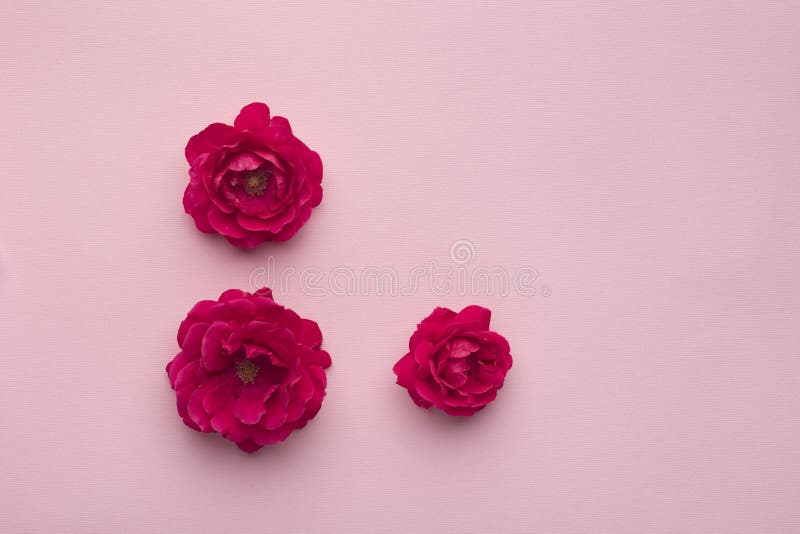 Three Fluffy Roses on Pink Background Top View. Copy Space Stock Photo ...