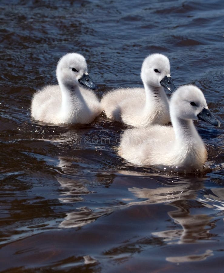 Cygnets stock image. Image of baby, young, bird, animal - 15062769