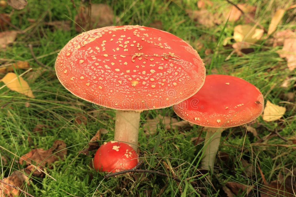 Three fly agaric stock image. Image of mycology, nature - 259431879