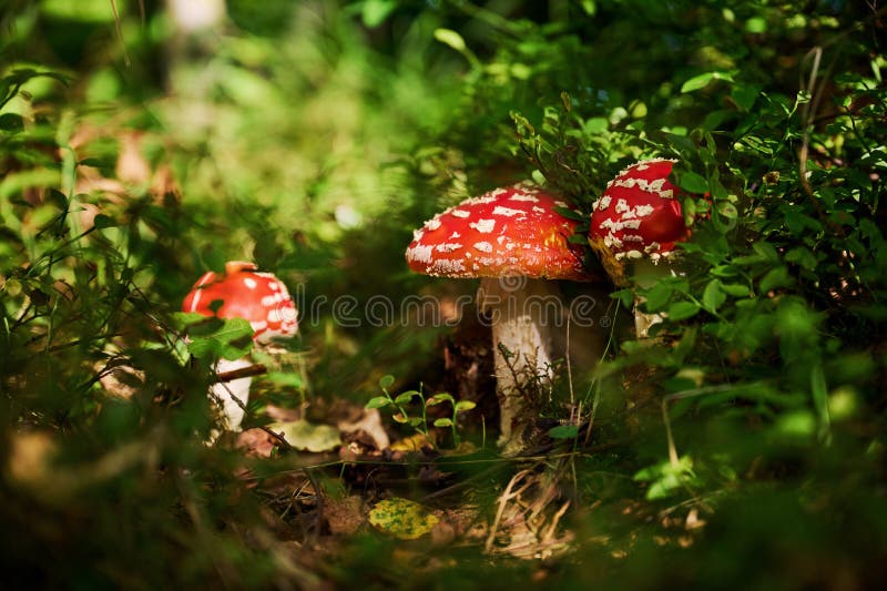 Three Fly Agaric Mushrooms is on the Ground in the Forest Stock Photo ...
