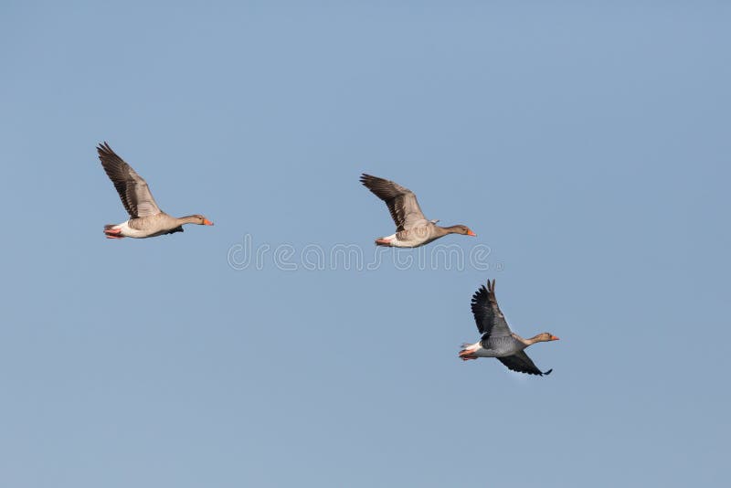 Three Flying Grey Geese Anser Anser Flying in Blue Sky Stock Photo ...