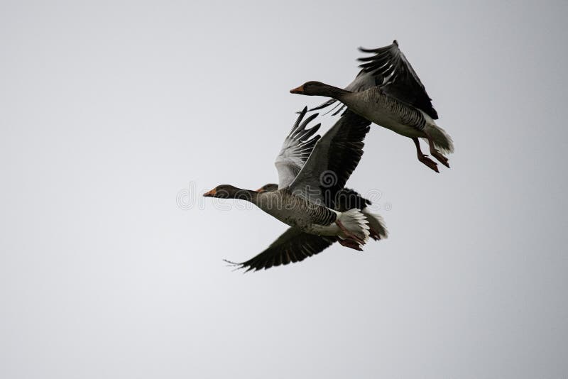 Three Flying Grey Legged Geese Against a Pale Sky Stock Image - Image ...