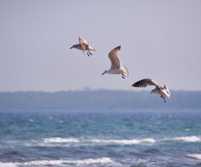 Three flying seagulls stock image. Image of flight, heaven - 51844631