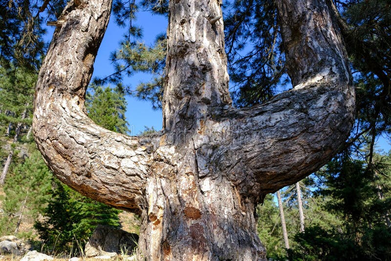 Three Forked Monument Pine Tree. Big and Oldest Pine Stock Image ...