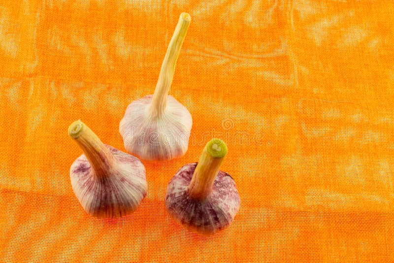 Three Fragrant Root Vegetables Garlic Stands on an Orange Background ...