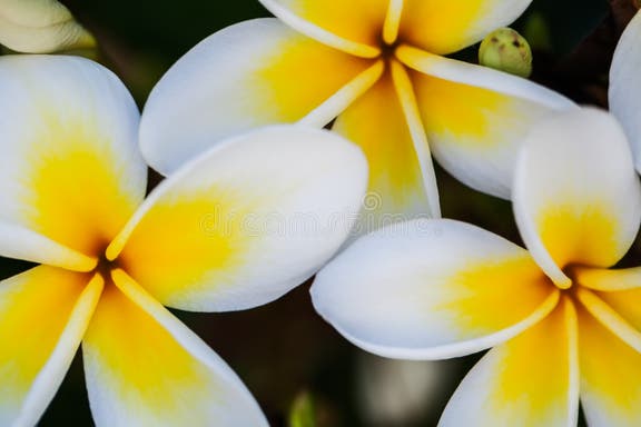 Three frangi stock image. Image of bloom, paradise, card - 26027037