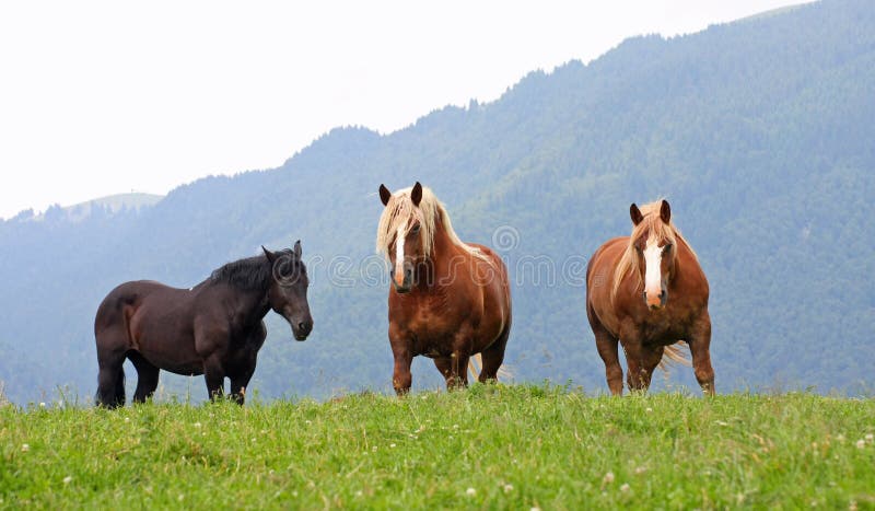 Three Free Horses Stallions at the Top of the Mountain in Summe Stock ...