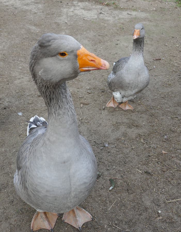 Three Free-range Curious, Gray Geese, Close-up Stock Image - Image of ...