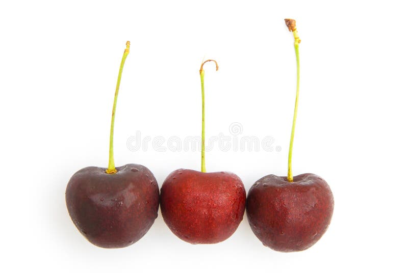 Three fresh cherries stock photo. Image of tasty, sweet - 26282706