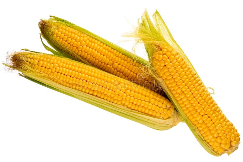 Three fresh cobs of corn stock image. Image of nutritious - 124130955