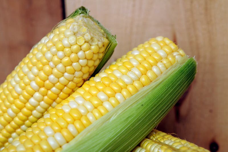 Fresh corns stock image. Image of nutritious, crop, leaf - 160143987