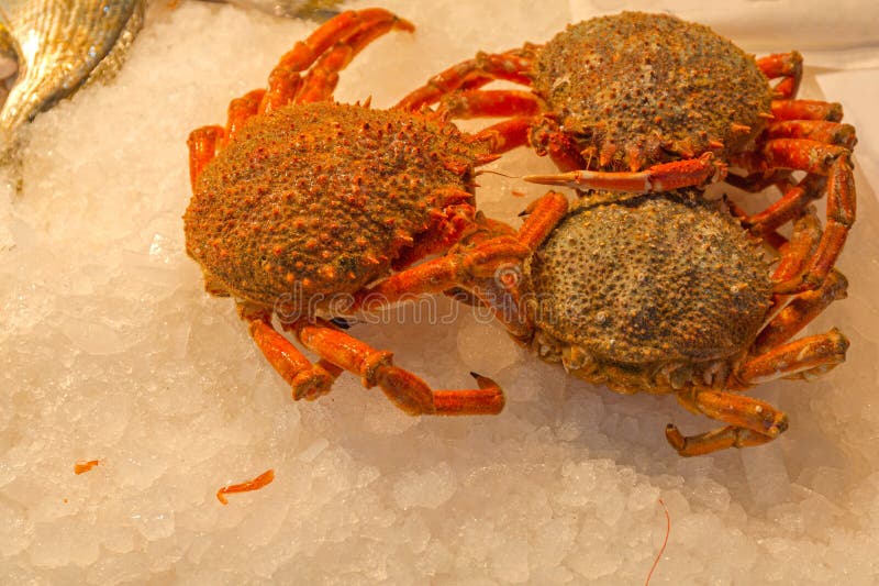 Crabs on Ice stock image. Image of orange, europe, food - 269862091