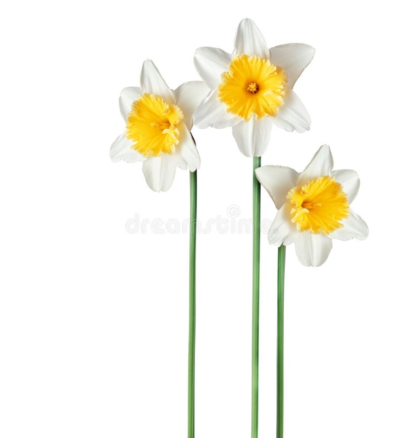 Three Fresh Daffodils Isolated on a White Background Stock Photo ...
