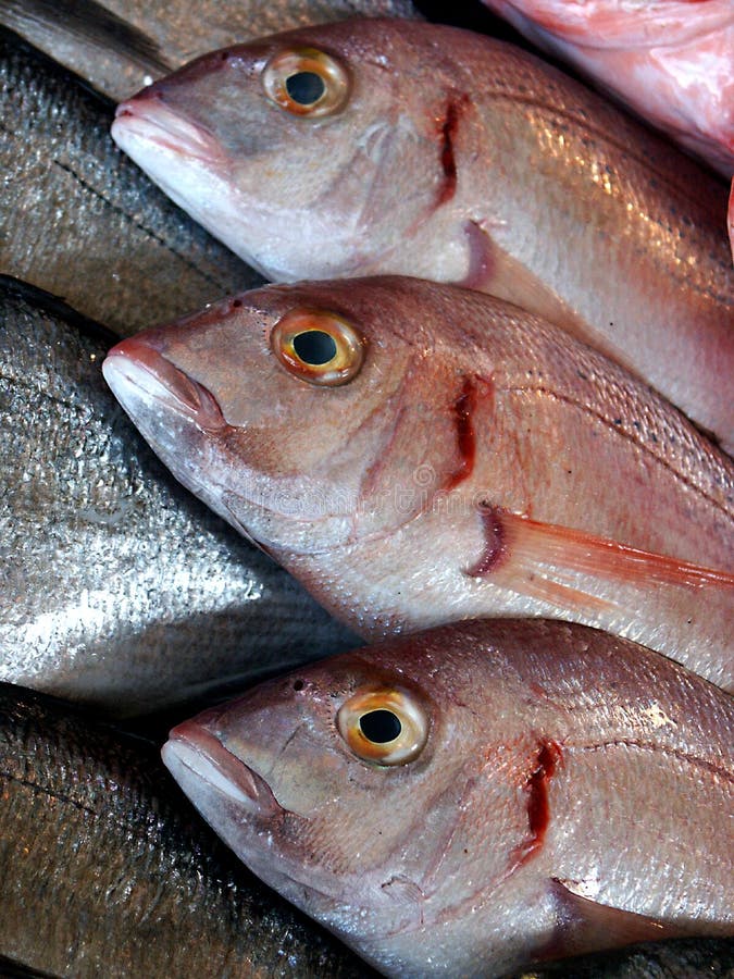 Three fresh fish stock photo. Image of seafood, lunch - 27935506