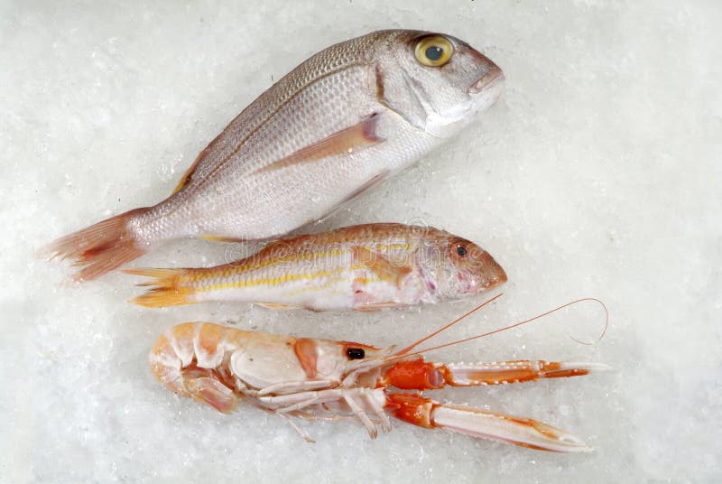 Three fresh fish on ice stock image. Image of crab, nutrition - 26187759