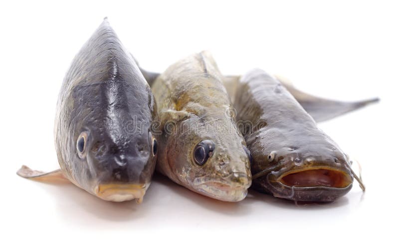 Three raw fish stock photo. Image of healthy, animals - 278227860