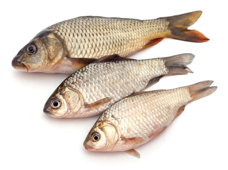 Three raw fish stock photo. Image of healthy, animals - 278227860