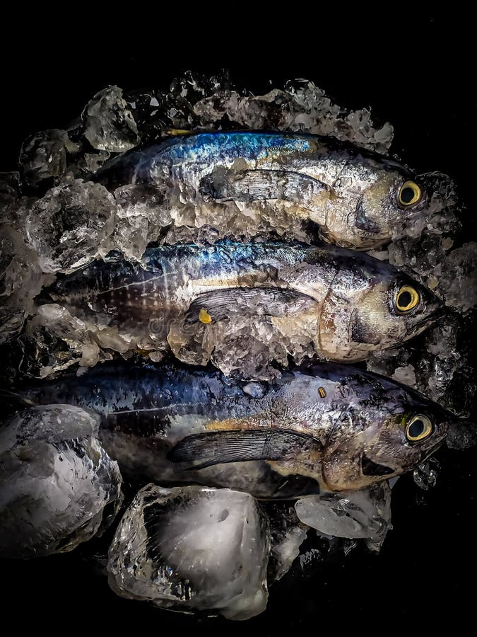 Three Fresh Fish Ready To Be Cooked Stock Image - Image of wildlife ...