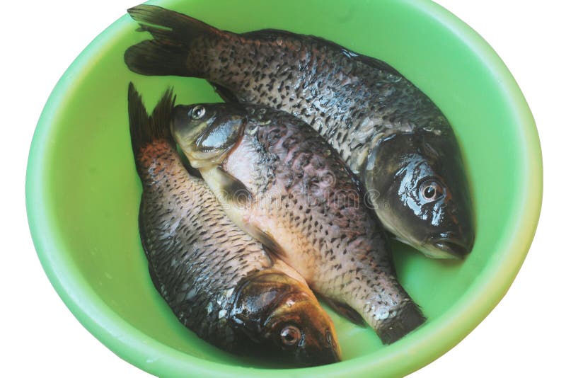 Three Fresh Goldfish in a Green Basin Ready To Be Cooked Stock Photo ...