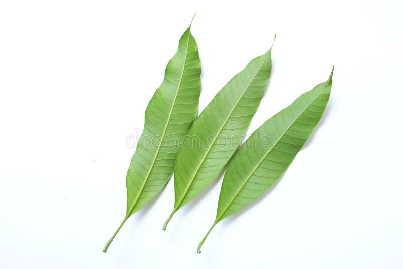 Three Fresh Green Mango Leaves,leaf Isolate on White Background ...
