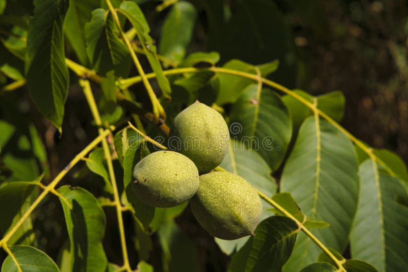 Three Fresh Green Walnuts Ripening on Their Walnut Tree Stock Image ...