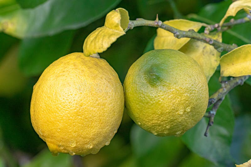 Two Fresh Lemons in a Lemon Tree Stock Photo - Image of botanical ...