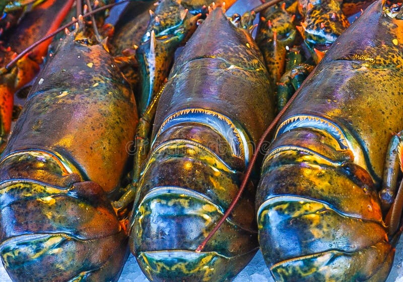 Three lobsters stock image. Image of animal, lobsters - 47704327