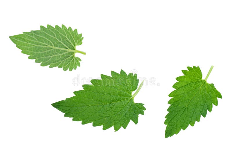 Three Fresh Melissa Leaves Isolated on White . Kitchen Herb Stock Image ...