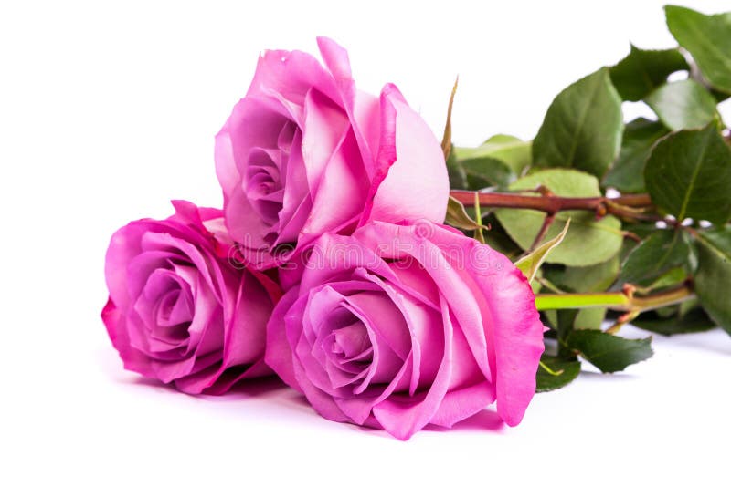 Three Fresh Red Roses Over White Background Stock Image - Image of ...