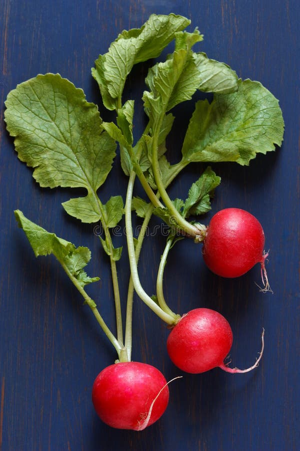 Three fresh radishes. stock image. Image of wooden, spring - 19297885