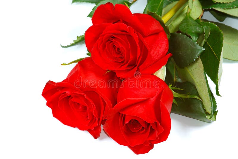 Three red roses stock image. Image of passion, romantic - 13140005