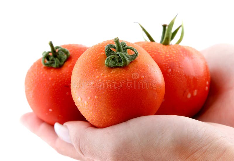 Three Fresh Red Tomatoes in Hands Stock Image - Image of tomatoes ...