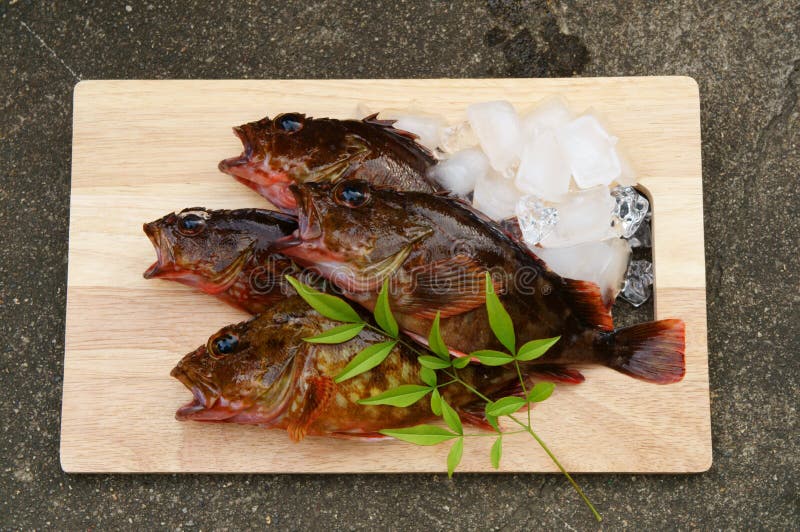 Three Fresh Scorpion Fish Kasago Stock Image - Image of scorpion ...