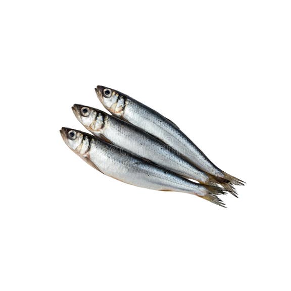 Three Fresh Silver Fish Arranged on a White Background Stock Image ...