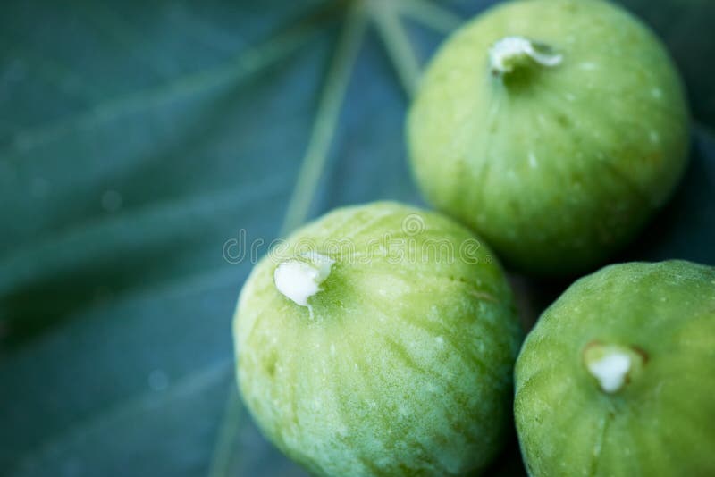Three Figs on a Fig Leaf with White Sap on the Tips. Stock Photo ...