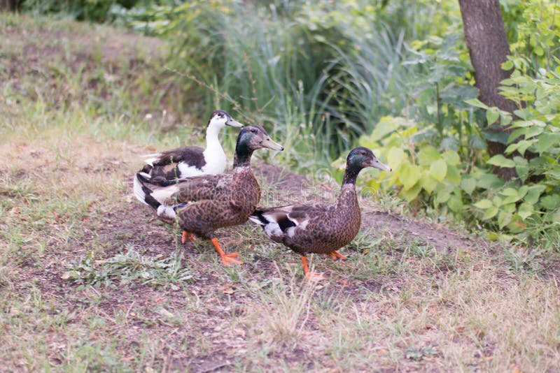 Three Friendly Ducks Striding through the Dry Grass Stock Photo - Image ...