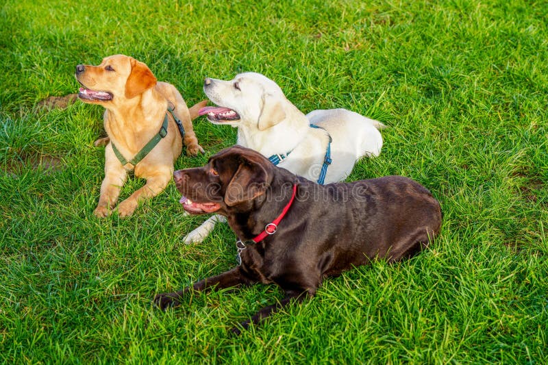 Three Friendly Labradors Lying on the Green Grass in a Park. Stock ...
