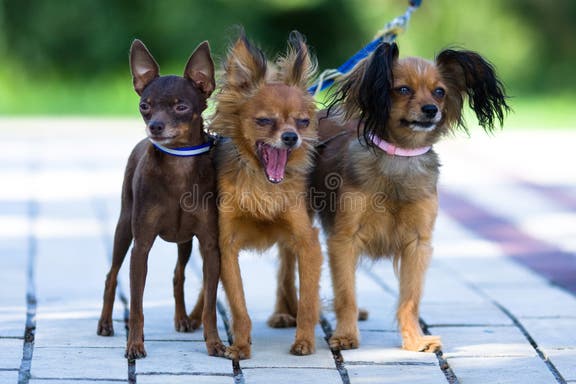 Three friends stock photo. Image of show, small, creature - 11897254