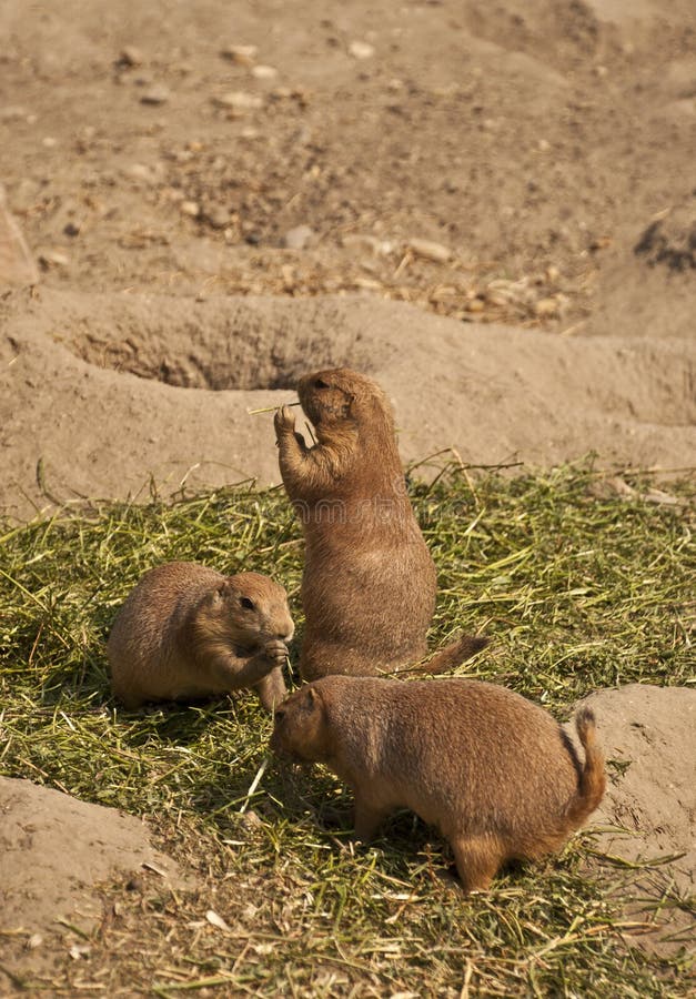 Three friends stock photo. Image of animal, wildlife - 28277168