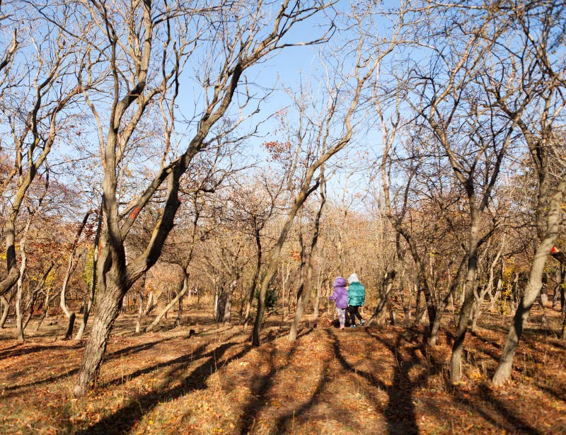 Three Children on a Bright Sunny Day Walk among the Bare Trees. Stock ...