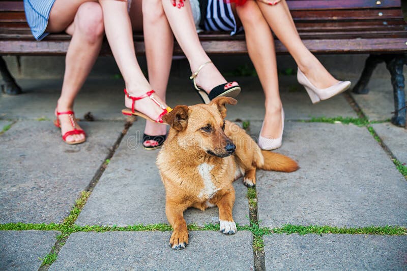 Three friends and a dog stock photo. Image of colorful - 70545552