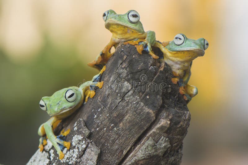 Frog Ready To Jump for Leaf Stock Image - Image of animal, wild: 149300723