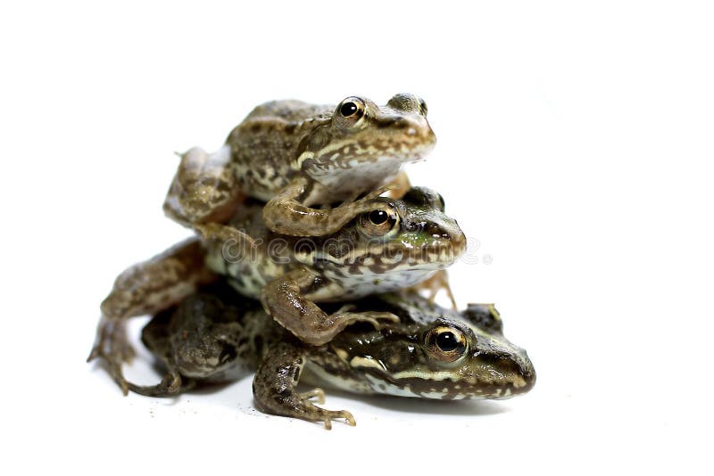 Frog stock image. Image of amphibian, dampness, frogs, ready - 741567