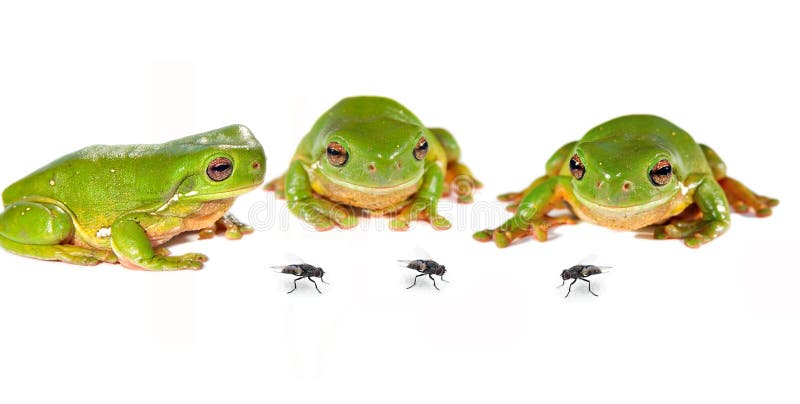 Three frogs and flies stock photo. Image of three, frogs - 2584780